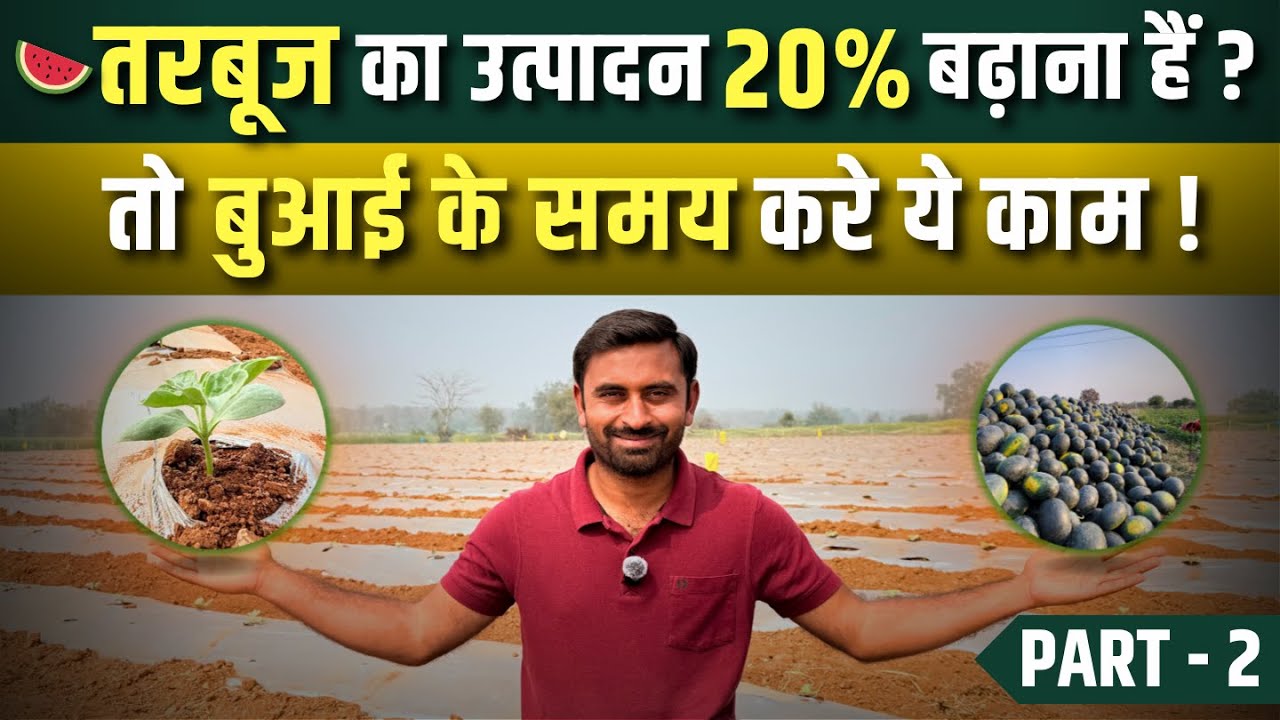 तरबूज🍉का उत्पादन बढ़ाने के SECRET TRICKS🤑| Tarbuj kheti PART-2 | # ...