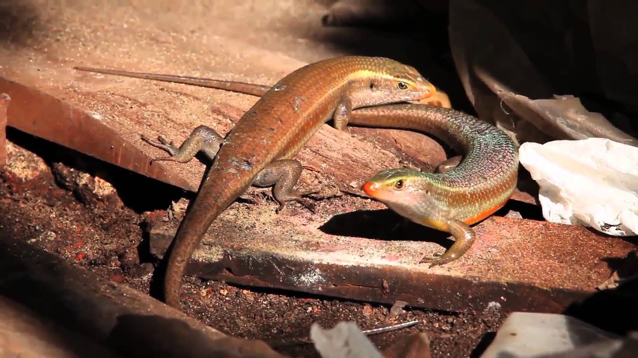 Funny Video, Wild Mating, Brahmini Skink Fore Play before Mating - YouTube