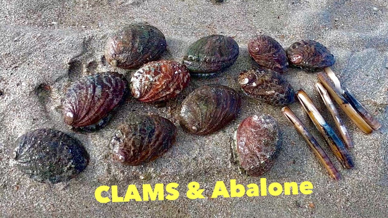 RAZOR CLAM & ABALONE FORAGING ! Beautiful day on the Beach - YouTube