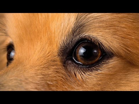 Super Senses: How Dogs See, Hear, and Smell the World! - YouTube