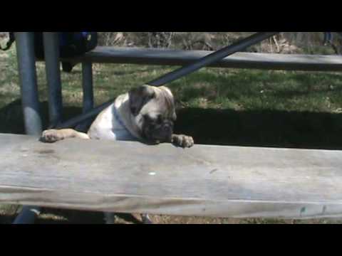 Our Dog Gumbo eats a hot dog - YouTube