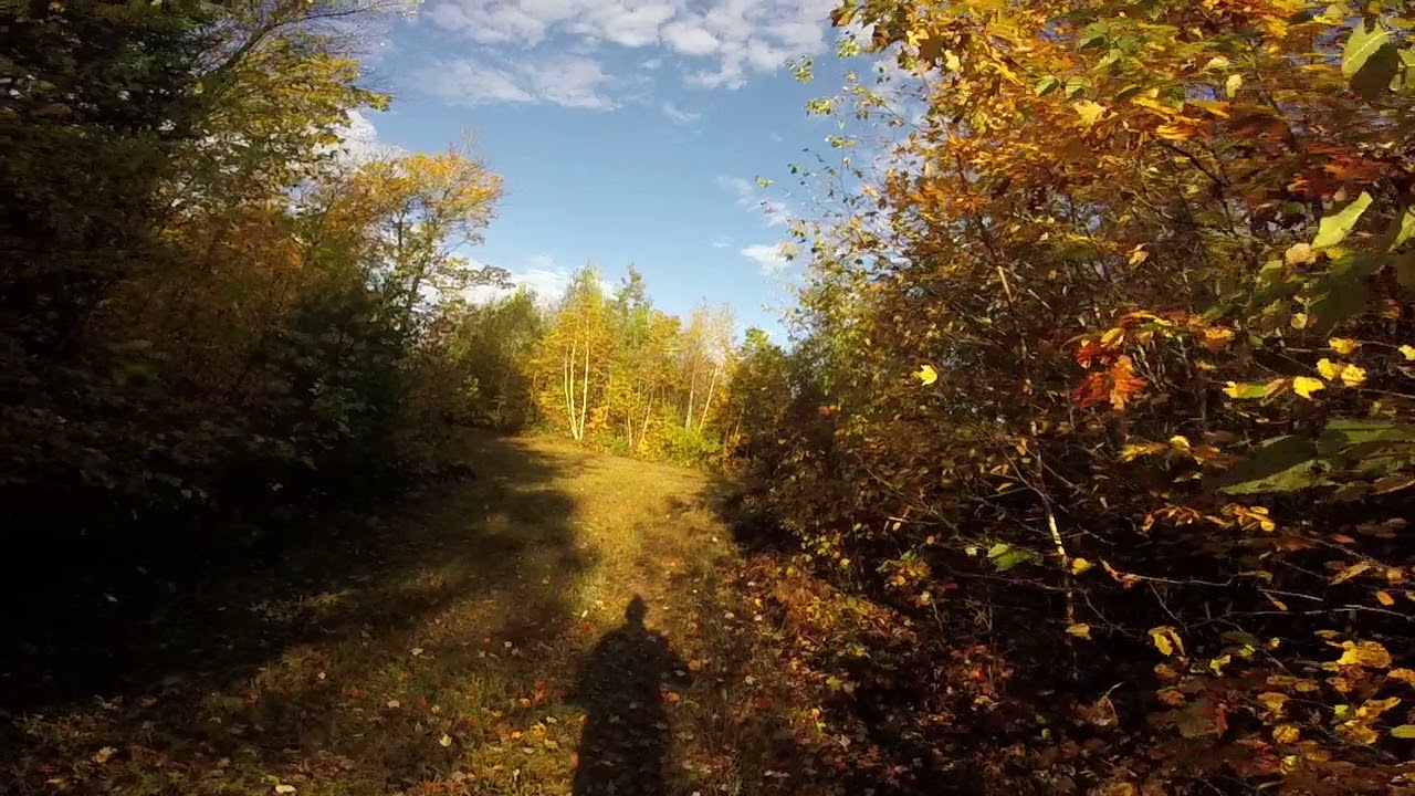 Northern Wisconsin Fall Ruffed Grouse Hunting (3) - YouTube