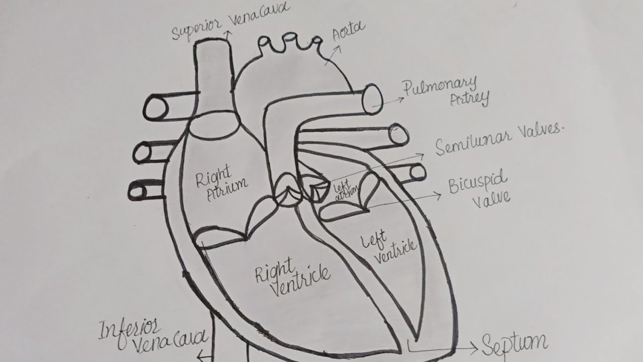 How to Draw Heart Class 9,10 - YouTube