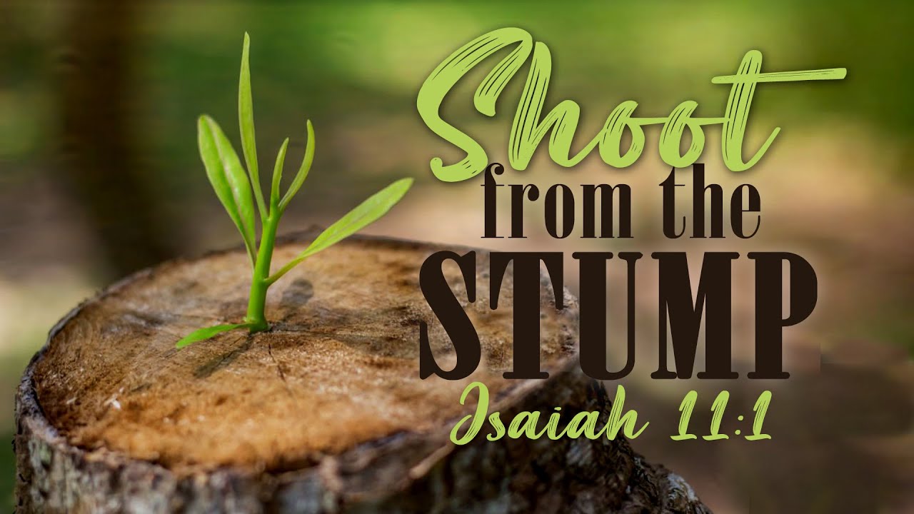 A Shoot from a Stump - Isaiah 11:1-10 - YouTube