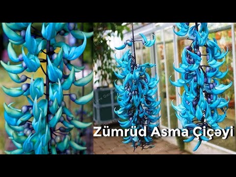 Zümrüd Asma Çiçəyi