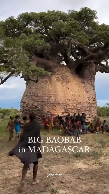 यह पेड़ अफ्रीका के लिए वरदान है #baobabtree #africa #facts #short #baobab - YouTube