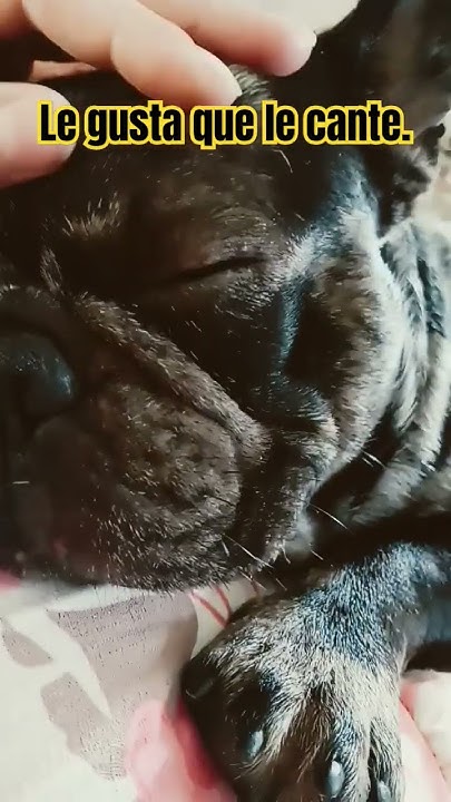 Mi perro le gusta que le cante - YouTube