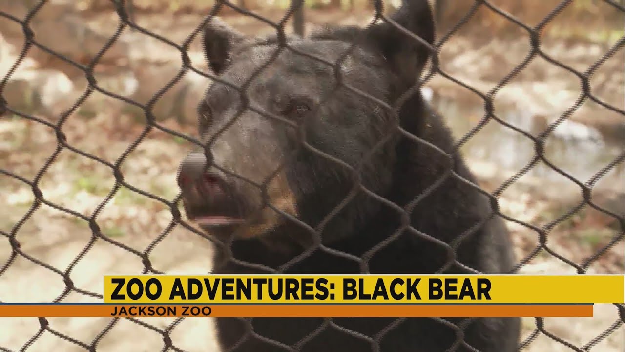Jackson Zoo Adventures: Black Bear - YouTube