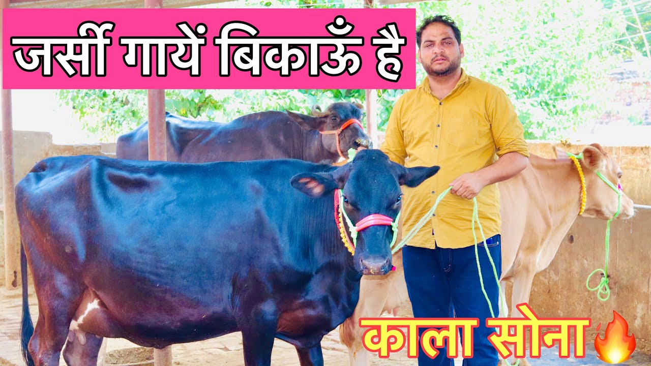 Black gold (Jersey) cow for sale at Robin Dairy Farm - YouTube