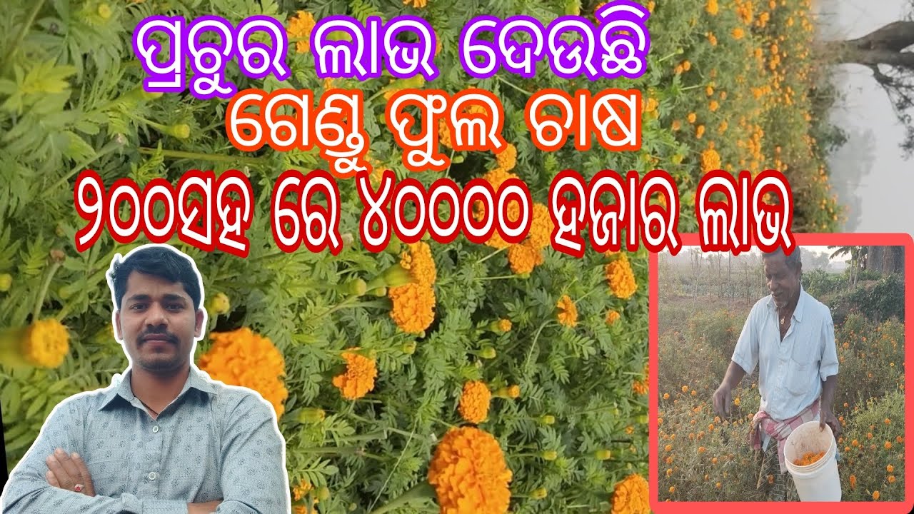 ଗେଣ୍ଡୁ ଫୁଲ ଚାଷ gendu Phula casha ୨୦୦ସହ ରେ ୪୦୦୦୦ ଲାଭ #kcbagriculture # ...