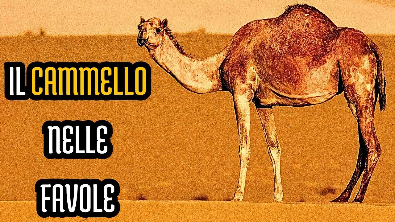 TUTTE LE FAVOLE SUL CAMMELLO E I SIGNIFICATI CHE CLI VENGONO ATTRIBUITI ...