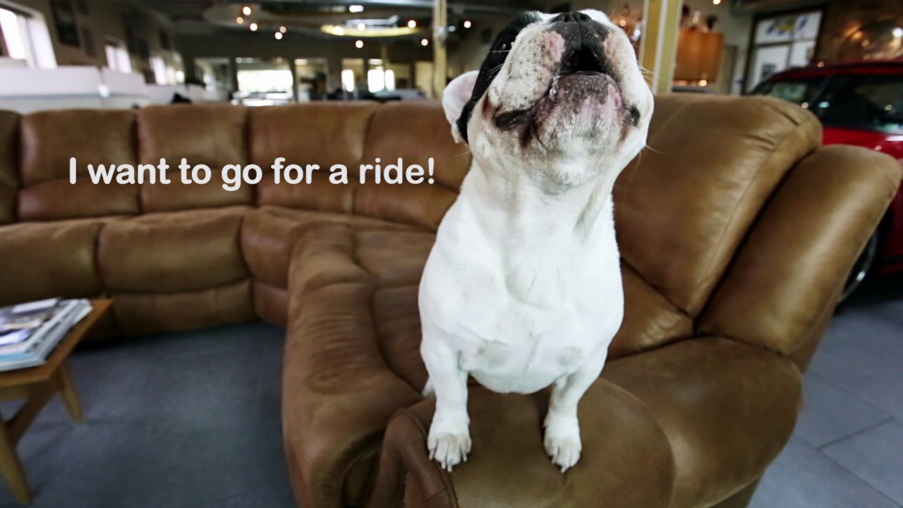 Manny the Frenchie visits Fabspeed Motorsport - 2017 R8 Ride Along ...