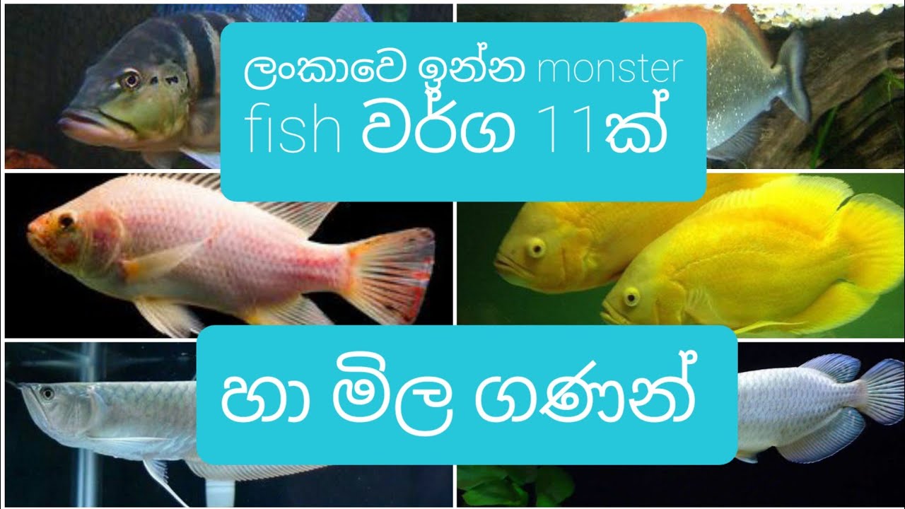 ලංකාවෙ ඉන්න monster fish වර්ග 11කගේ මිල ගණන්/monster fish types and ...