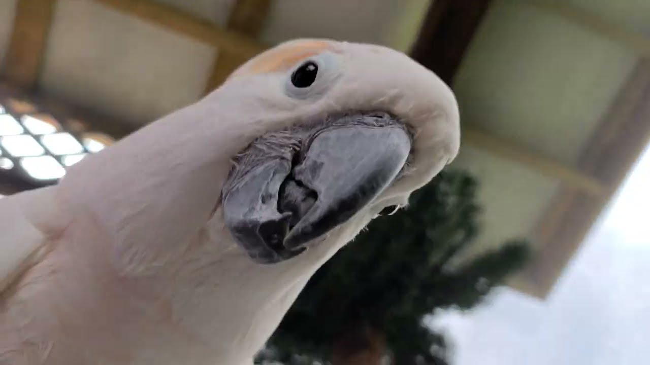 Bird Lips Touching Everything They Shouldn't - YouTube