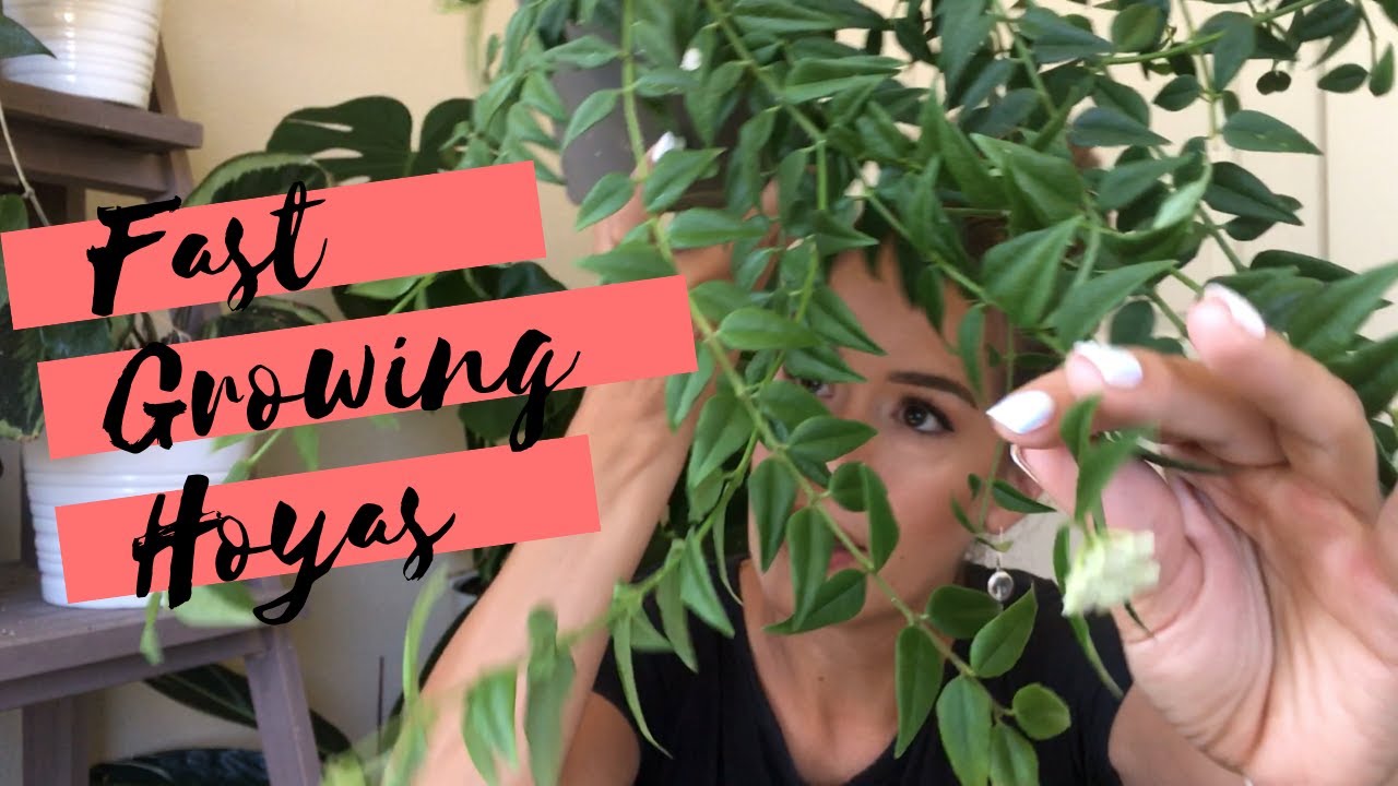Fast Growing Hoyas | Easy Care & Fast Flowering - YouTube