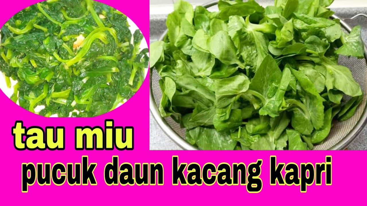 CARA MASAK TAU MIU ALA HONGKONG || TUMIS DAUN KACANG KAPRI || SNOW PEA ...
