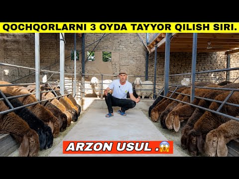 Endi Xamma Shu Arzon Va Samaraliy Usulada Boqadi.YANGICHA Qoy Boqish
