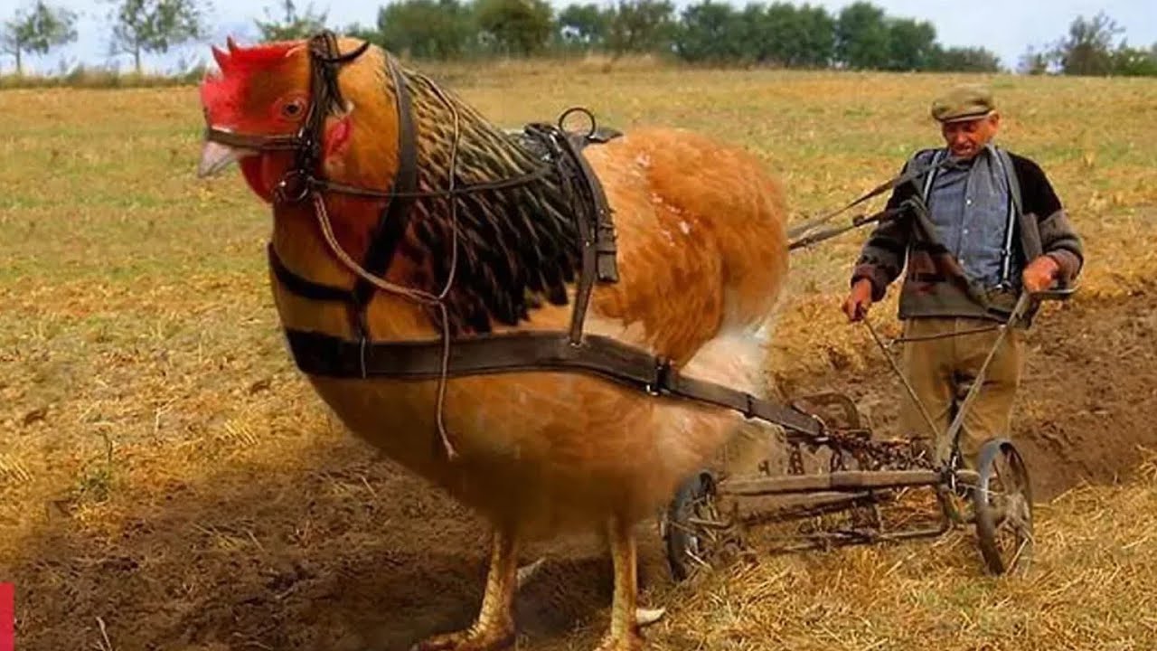 Most famous animals in world | Amazing animals - YouTube