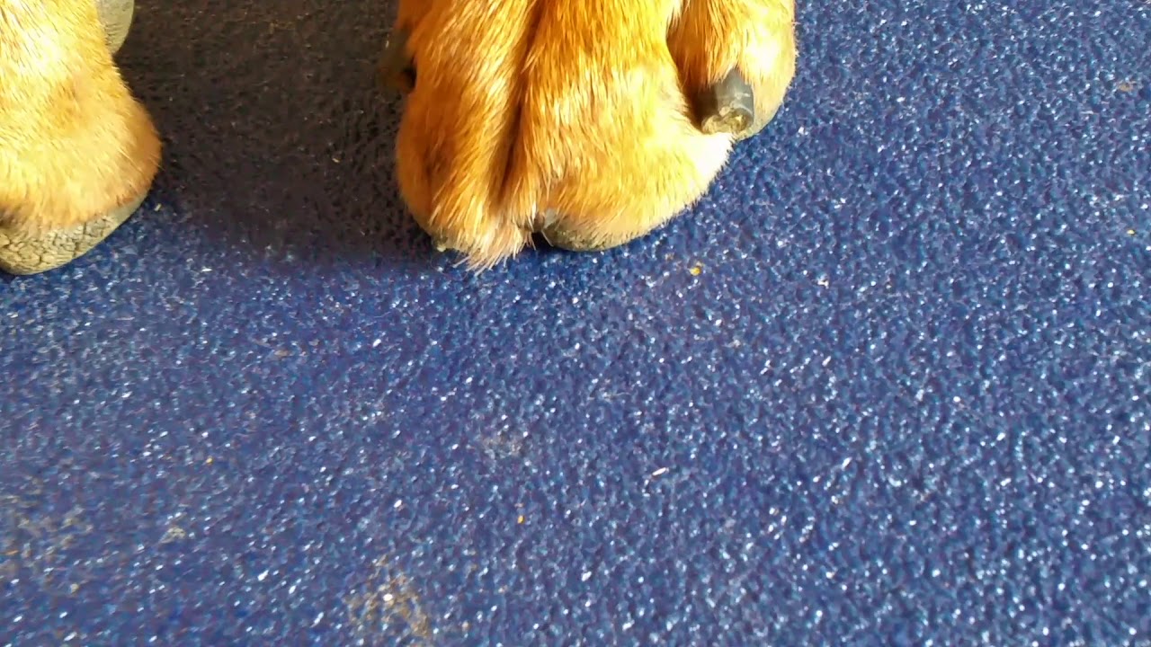 Grooming the Doberman Show Dog Foot - YouTube