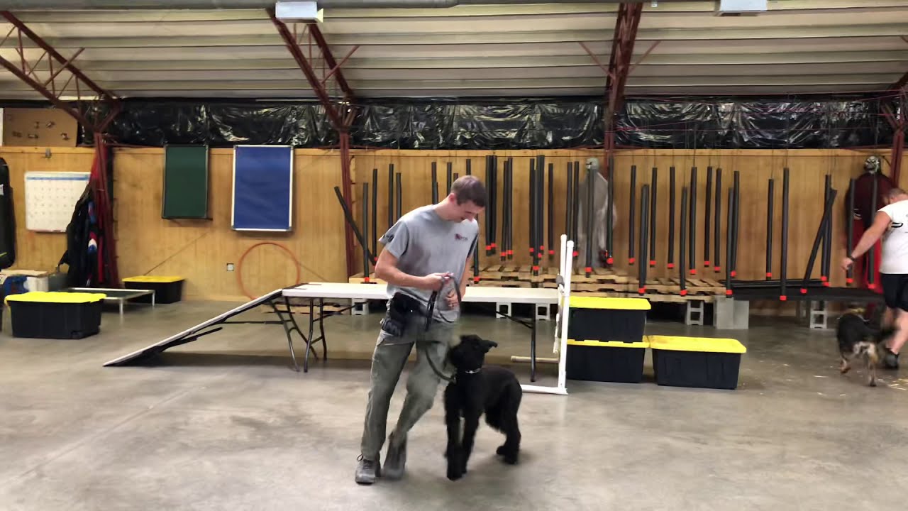 Super Star Giant Schnauzer "Carat" 9 Mo's Home Raised Prof/Trained ...