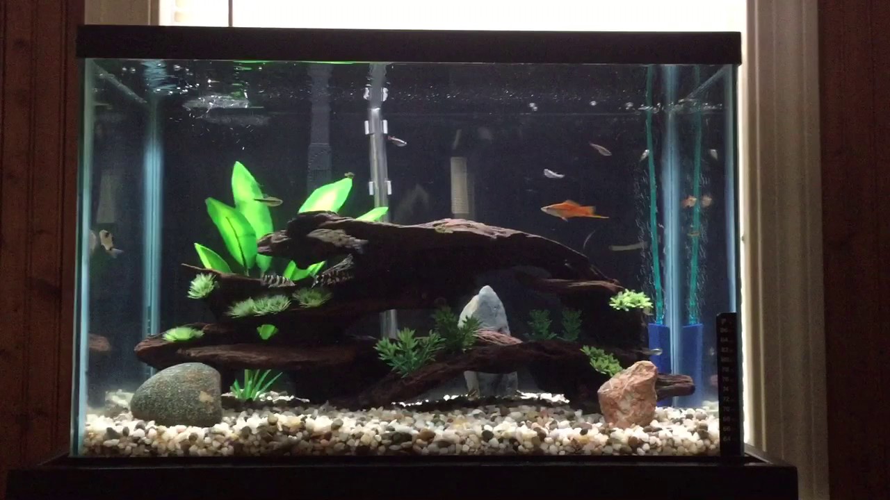Pea puffer aquarium - YouTube