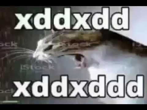 Gato riendose | Meme xdd xdd - YouTube