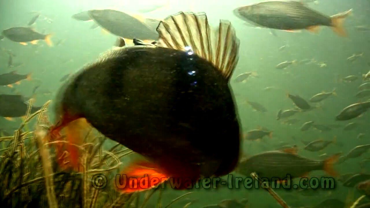 Mad perch underwater (aborre ahven barsch percidae baars okon окунь ...