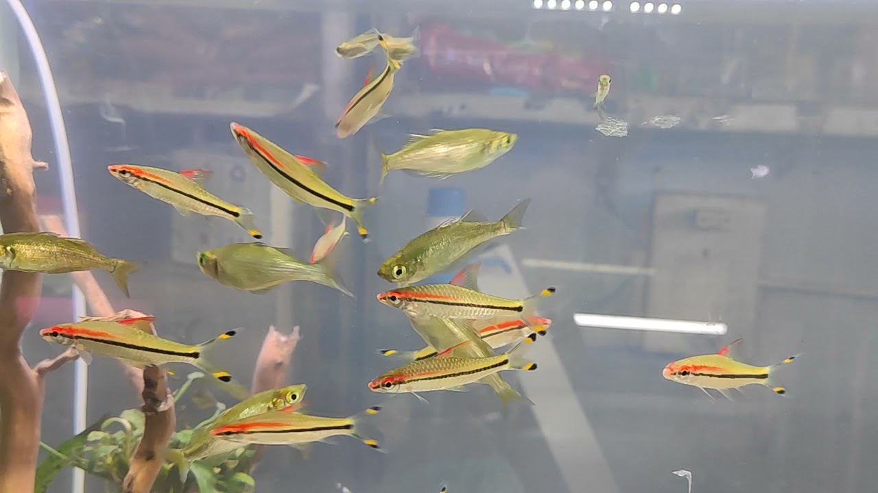 Dani soni barb - Oscar Aquarium - YouTube