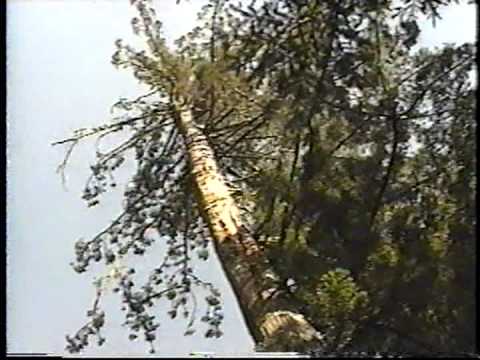 Falling an Old Growth Redwood - YouTube