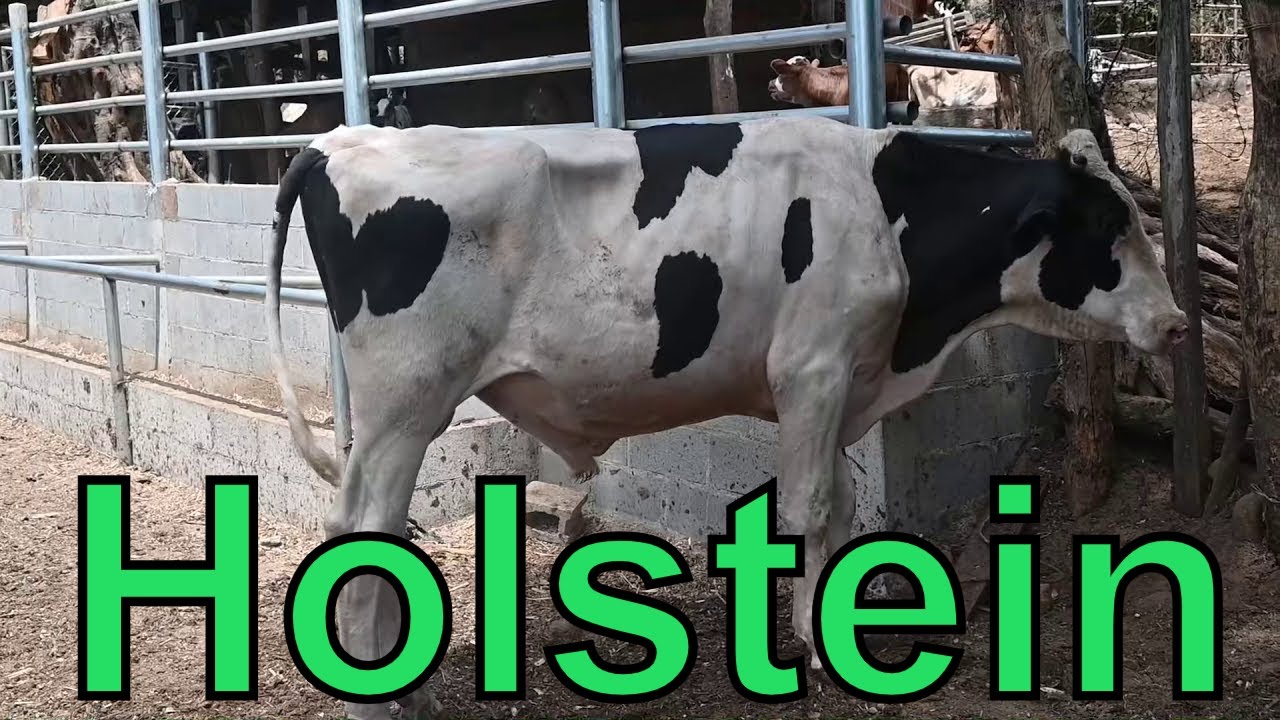 Se vende Toro holstein -El Salvador en el campo - YouTube