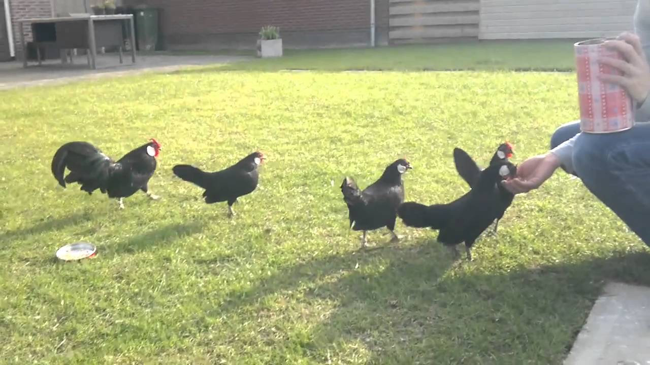 java bantam java kriel - YouTube