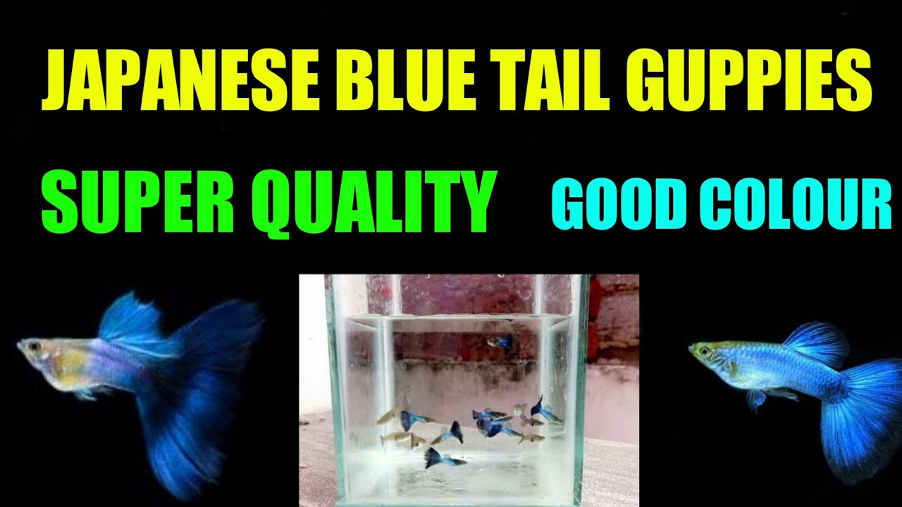 JAPANESE BLUE TAIL GUPPIES SUPER QUALITY GOOD COLOUR - YouTube