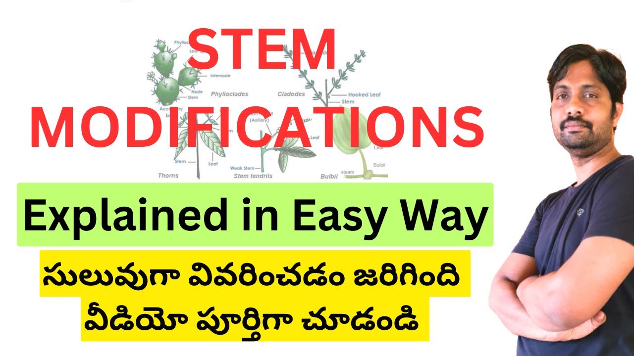 Stem Modifications || కాండ రూపాంతరాలు (English) Explained in Easy Way ...