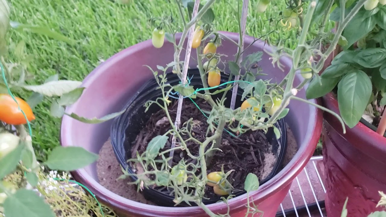UPDATED 2020 SUMMER CONTAINER GARDEN - Zone 9 - YouTube