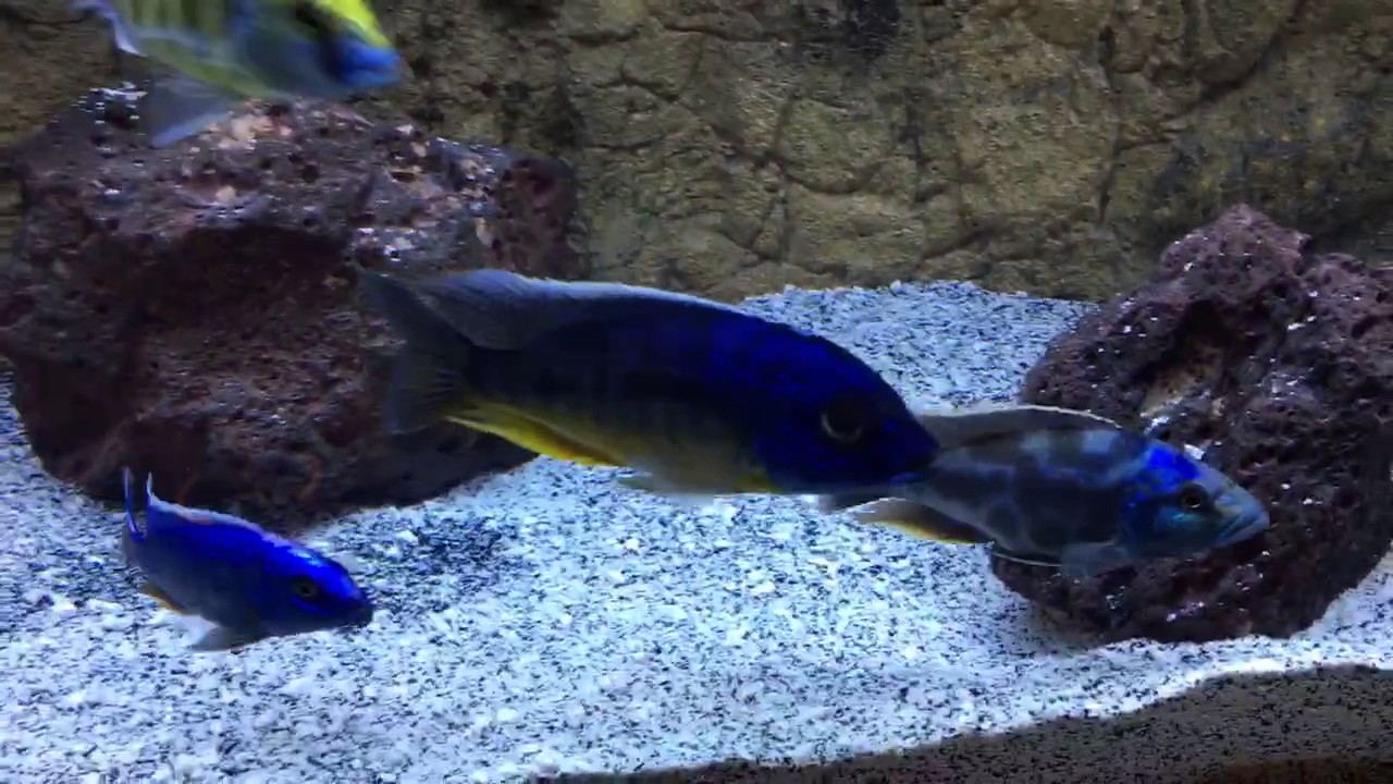 Protomelas Insignis - YouTube