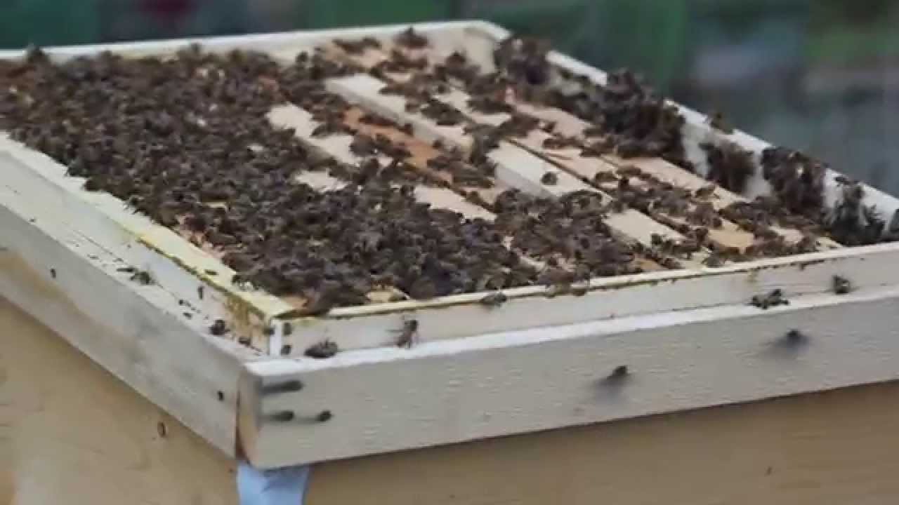 iran bees 314 - YouTube