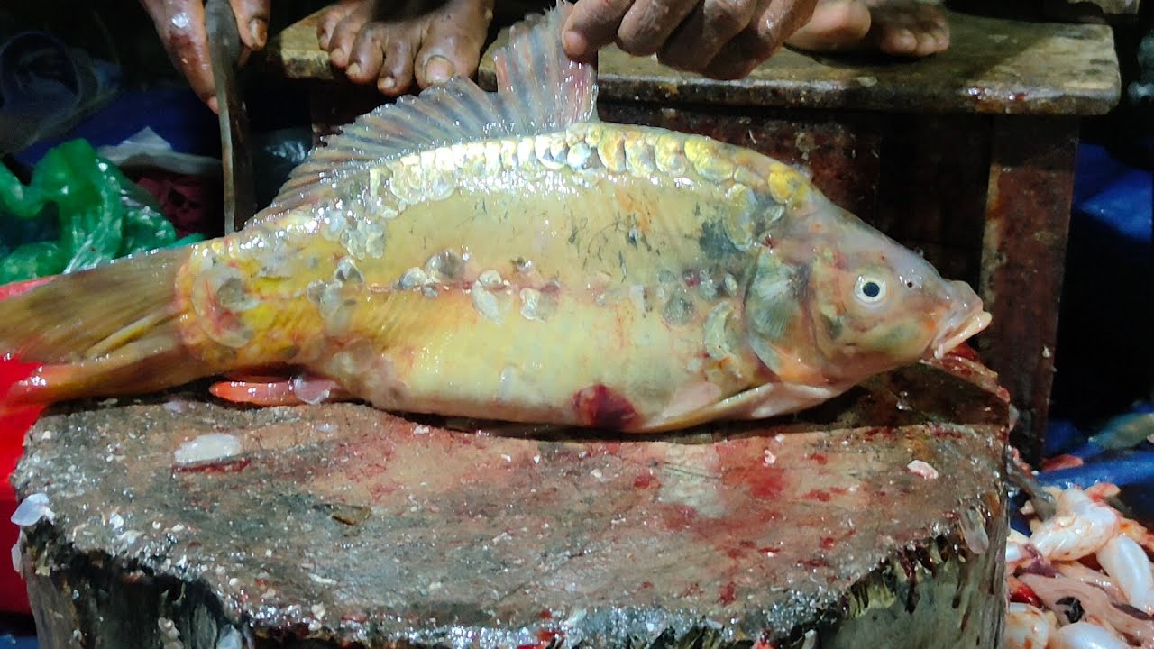 Fish Cutting I Beautiful Fish Cutting Style I Mirror carp I Israeli ...