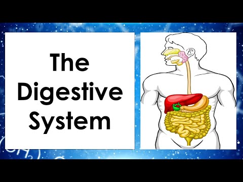 The Digestive System | Grade 4-6 | Teacher Ann's Online Academy - YouTube