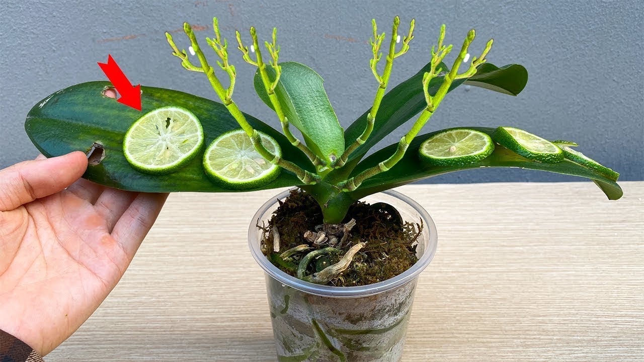 Organic fertilizer recipe for orchids from lemons by top agricultural ...