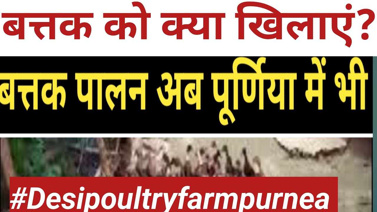 desi poultry farm purnea,bater,duck farming in India,battakh palan ...