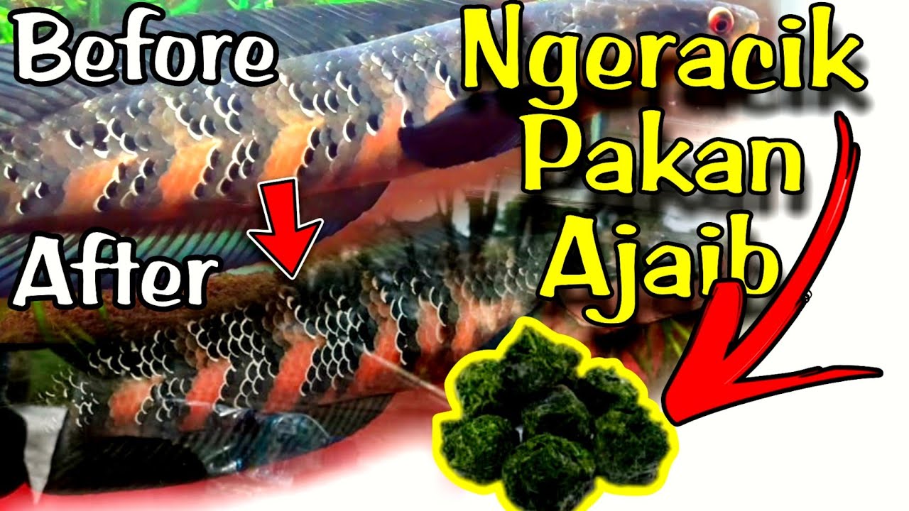 Update Progress Red Maru Dari Baby Sampai Dewasa | Bunga Red Barito ...