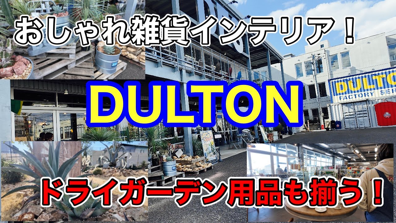 【オシャレ雑貨DULTON】ドライガーデン用品満載！アガベや石、流木なども揃う！ - YouTube