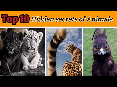 Top 10 hidden secrets of Animals/ secret of Animals/ unique animal ...
