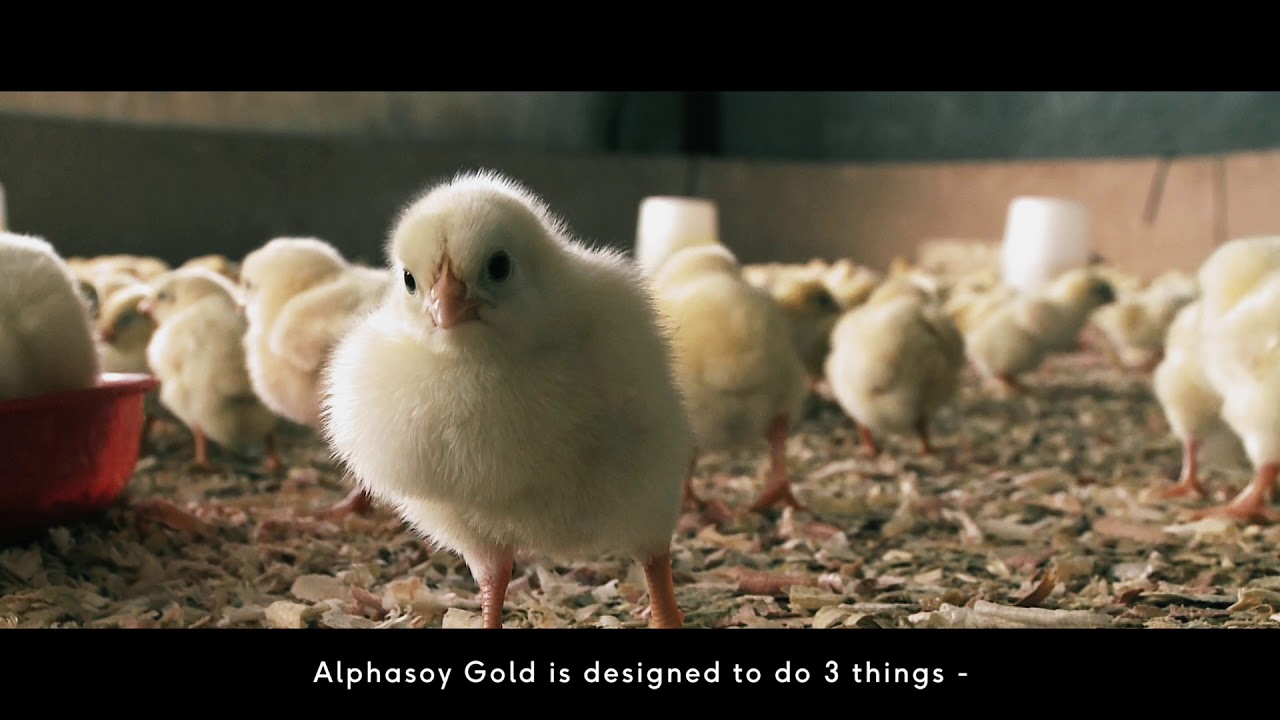 AlphaSoy Gold - YouTube