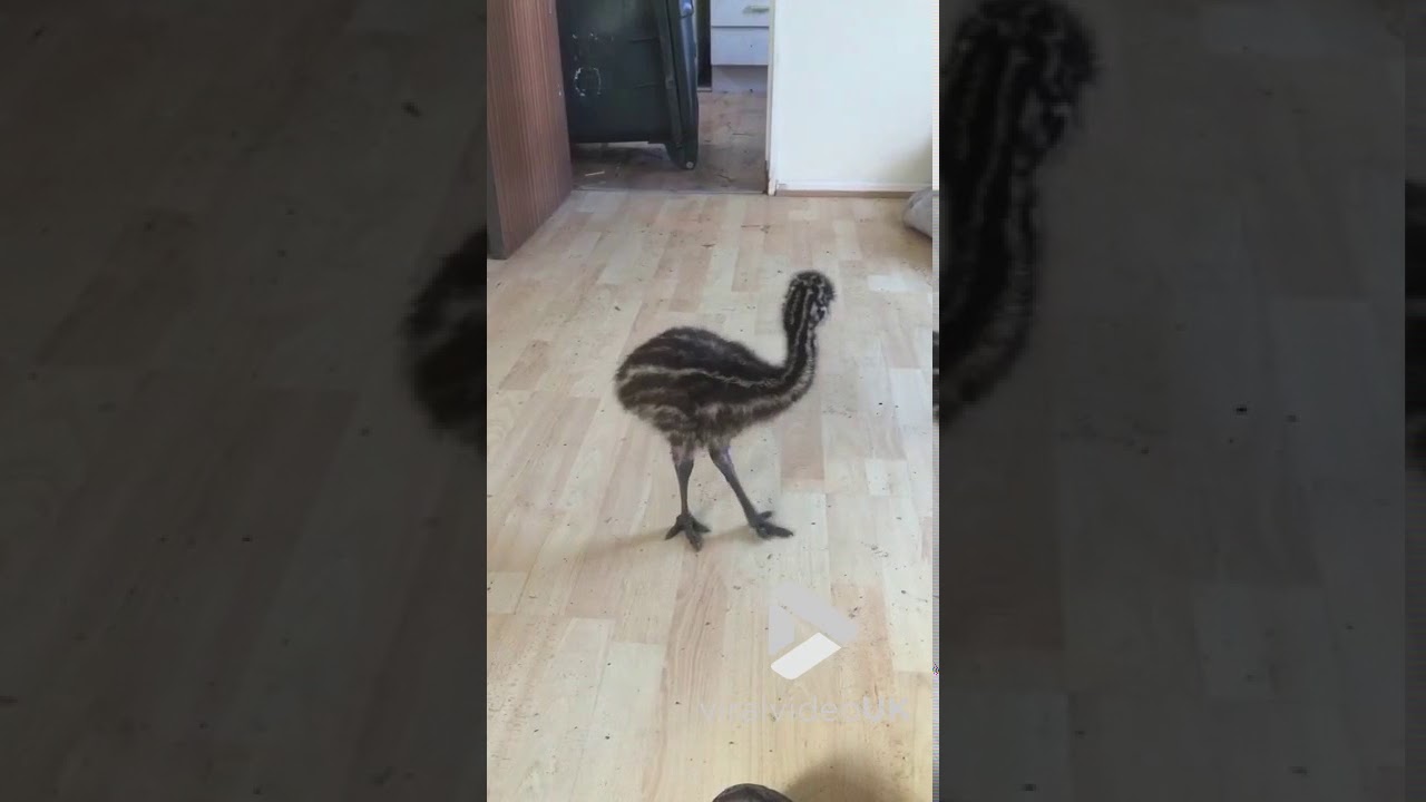 Baby Emu dancing - YouTube