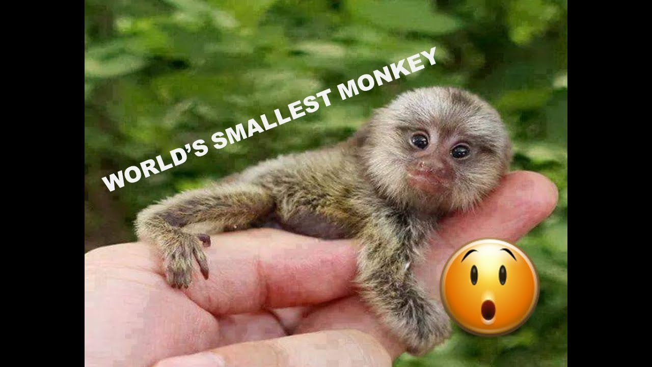 World's Smallest Monkey - YouTube