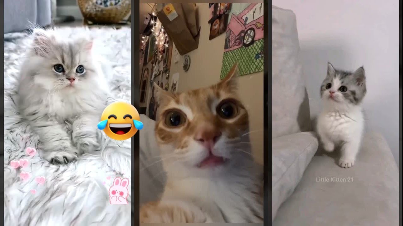 Cat Lover 🐕 kitten meowing crying 🐱 #FunnyCats #8261 - YouTube