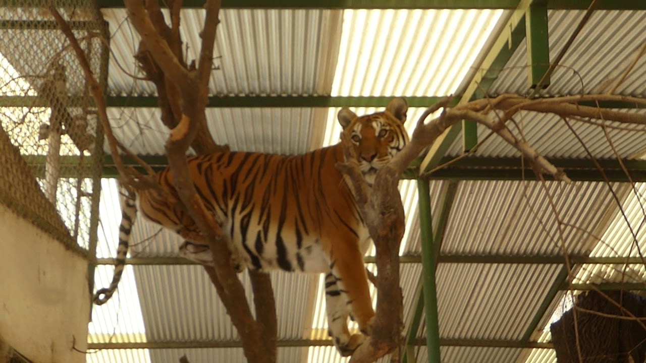 Tiger in Tree Lujan Zoo Buenos Aires, Argentina, South America - YouTube