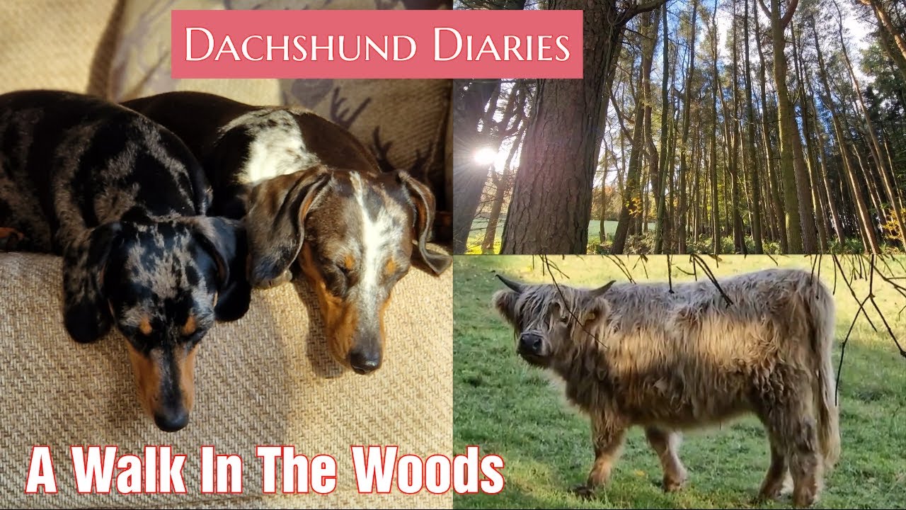 Two Mini Dapple Dachshunds Enjoying A Woodland Walk And Highland Cows ...