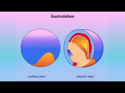 Gastrulation embryology | Gastrulation process animation | Gastrulation ...